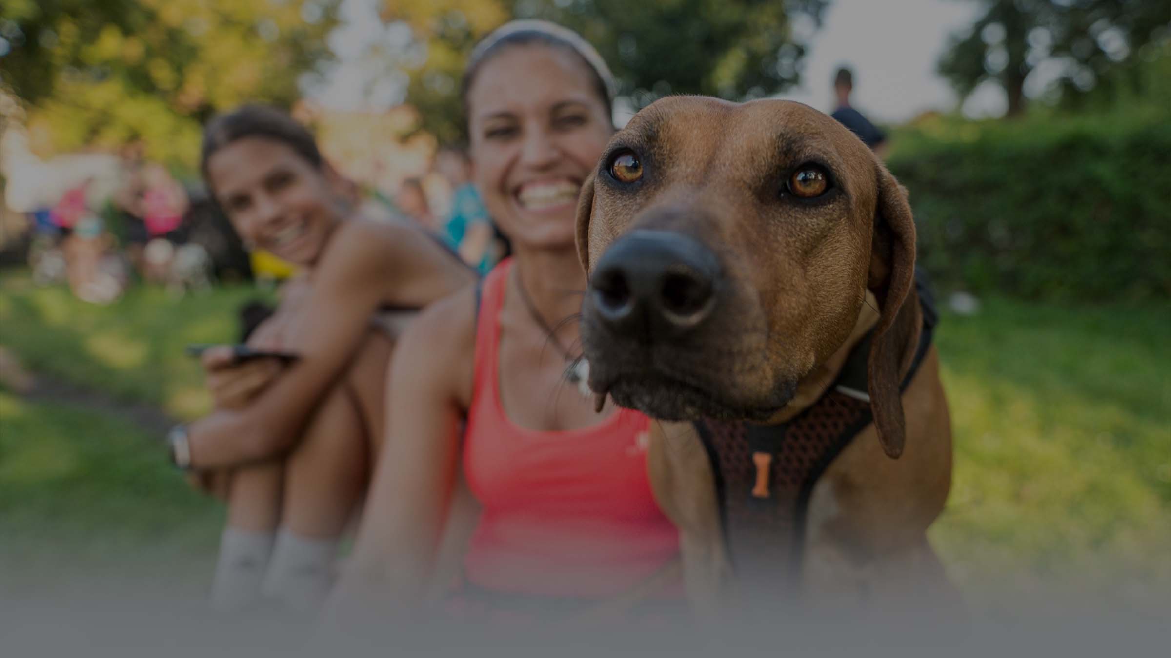 DOGS | Gladiator Race